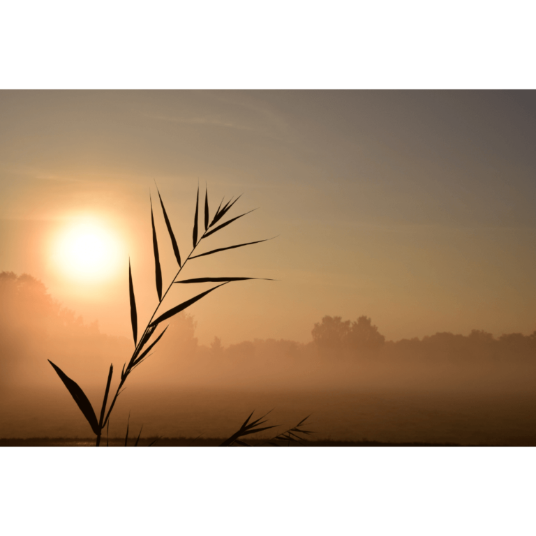 Using your 5 Senses to Relax - Willow Mark Therapy